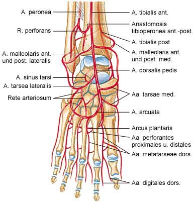 Anatomía De Las Arterias Del Pie